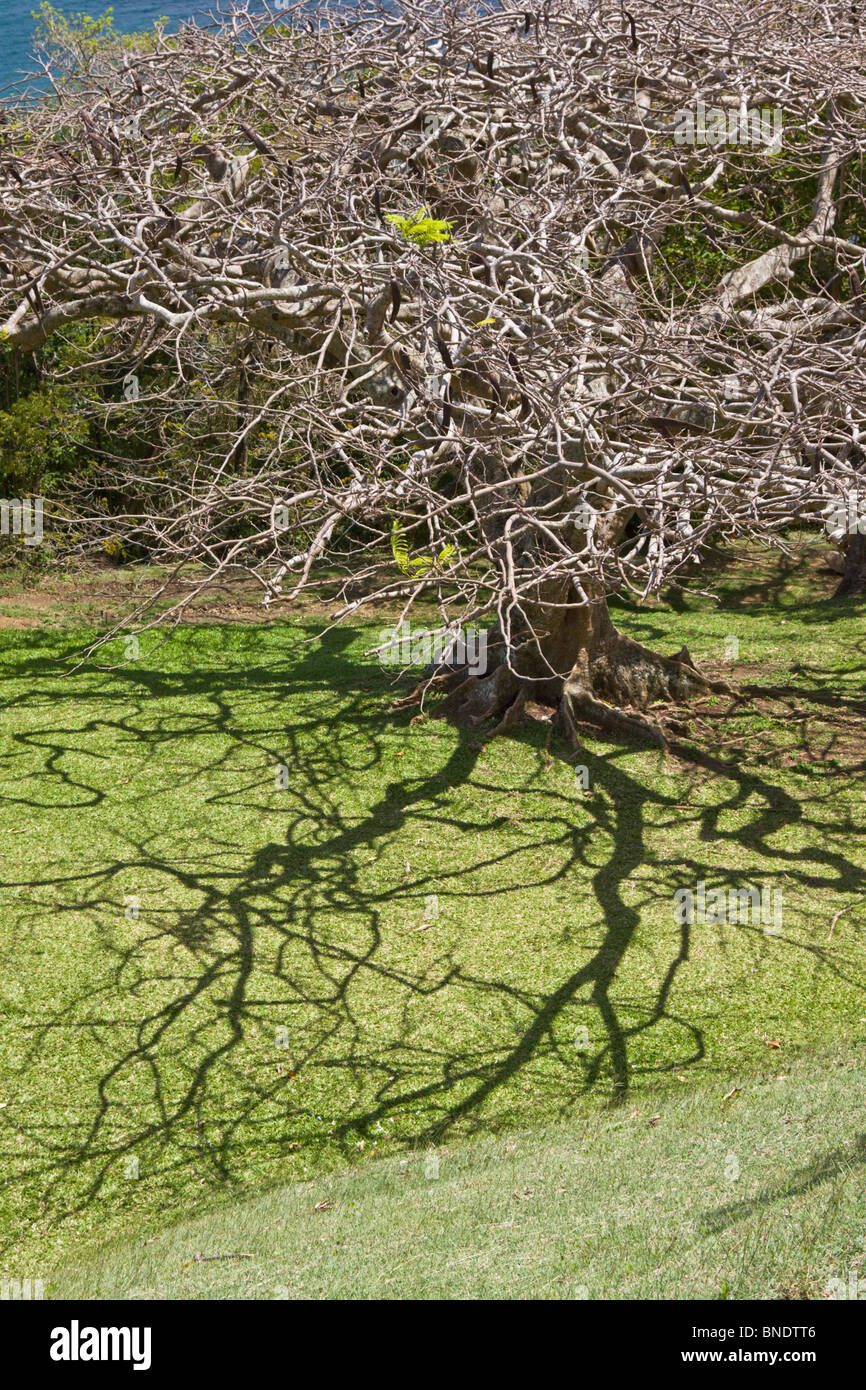 Large outstretched tree with many thin branches with blue sky and bue ...