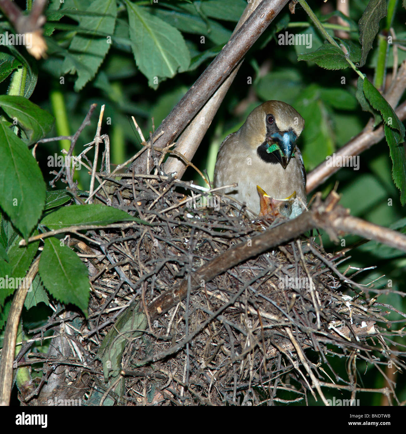 Nest of a Hawfinch (Coccothraustes coccothraustes) with baby birds in ...