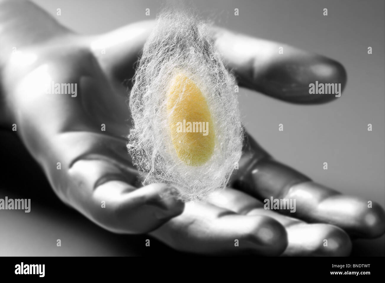 cocoon of silkworm on cyber futuristic silver hand life evolution ...