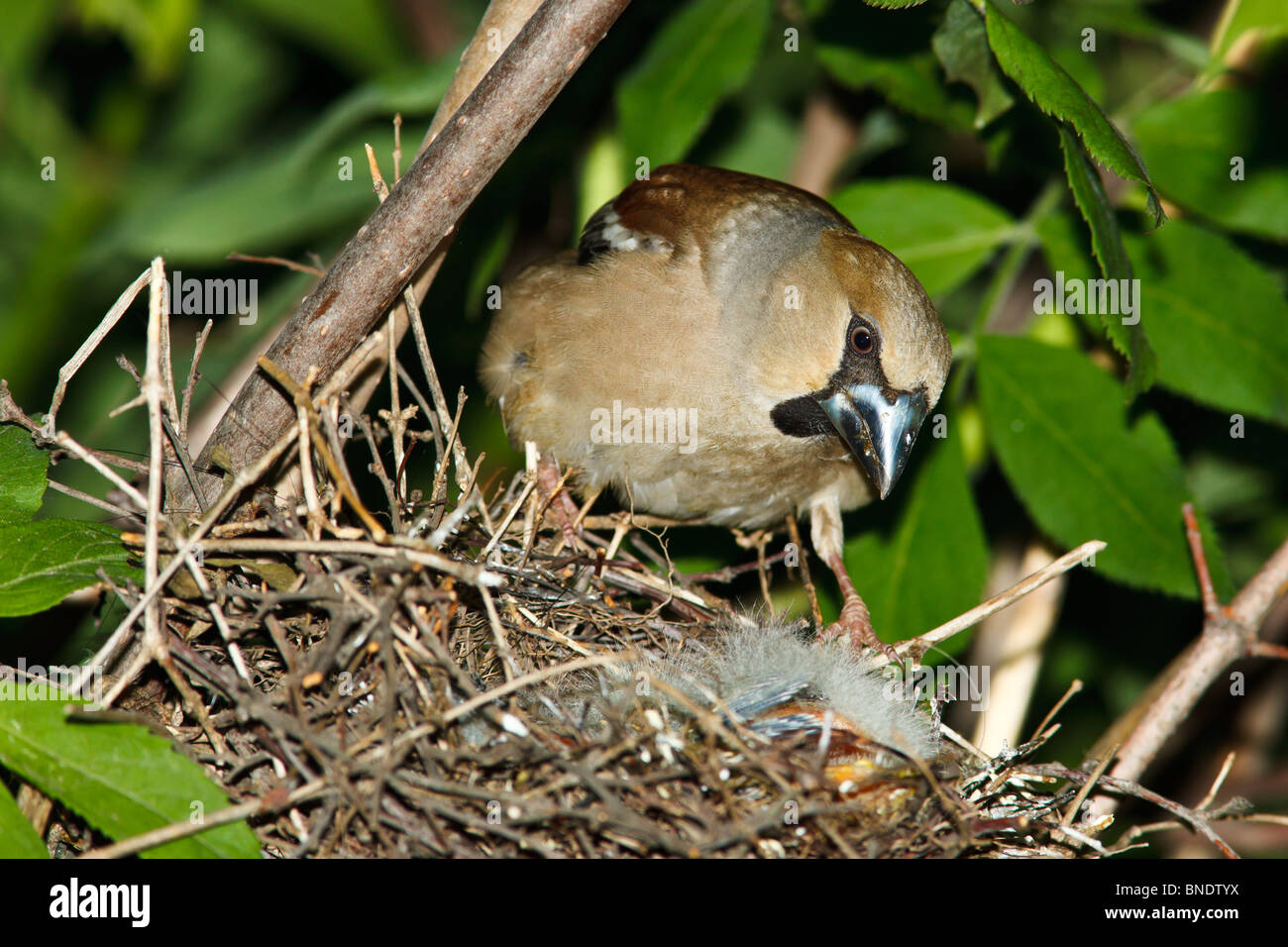 Nest of a Hawfinch (Coccothraustes coccothraustes) with baby birds in ...