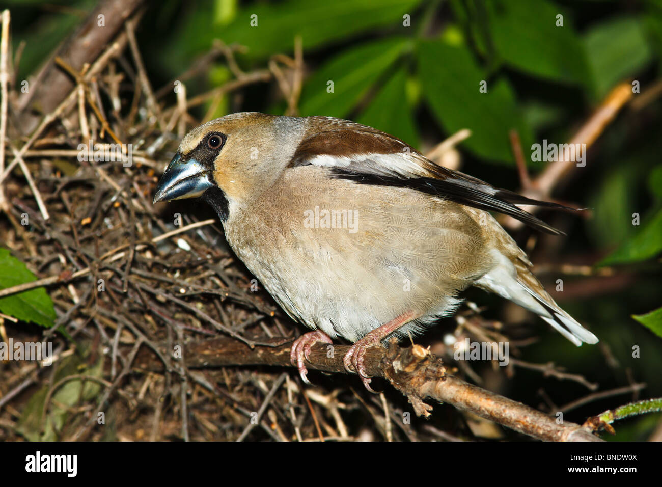 Coccothraustes coccothraustes nest hi-res stock photography and images ...