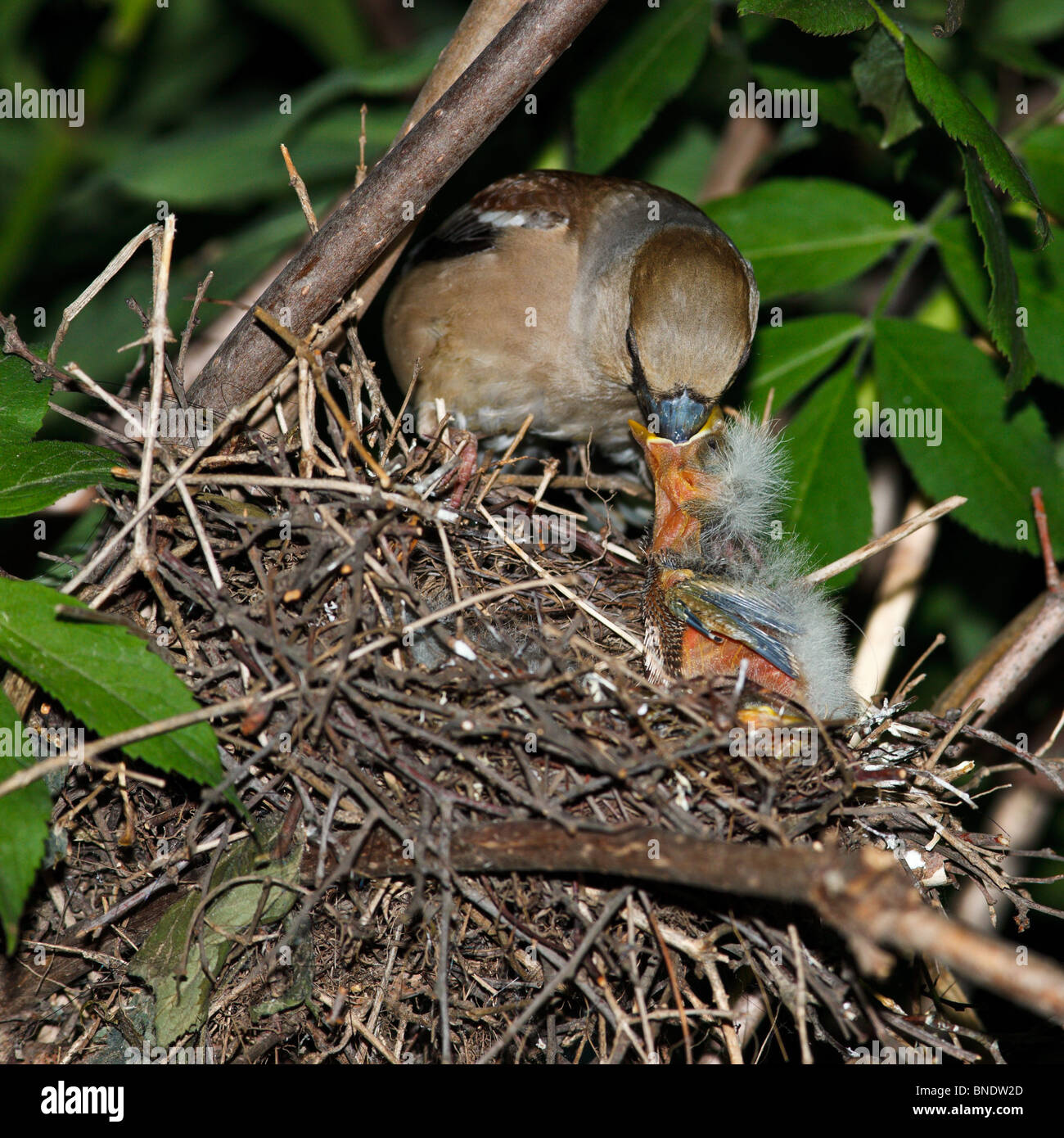 Nest of a Hawfinch (Coccothraustes coccothraustes) with baby birds in ...