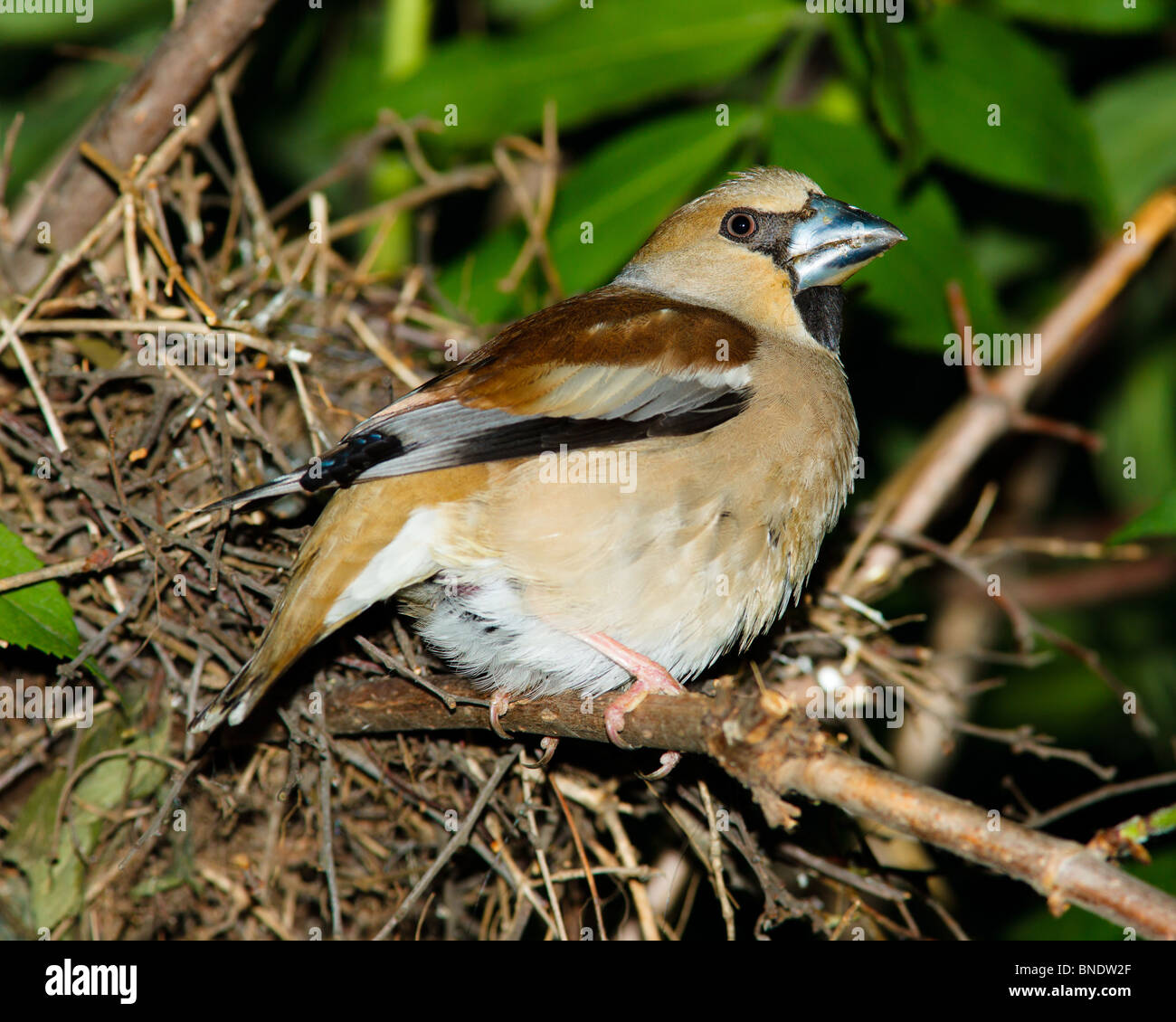 Nest of a Hawfinch (Coccothraustes coccothraustes) with baby birds in ...