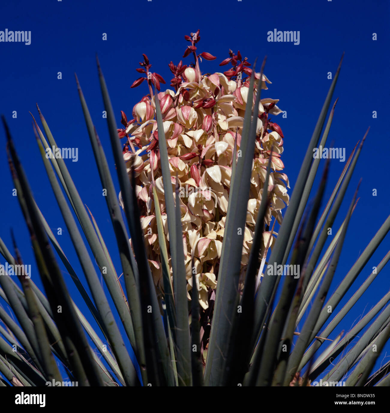 Blooming yucca plants, Big Bend National Park, Texas, USA Stock Photo ...