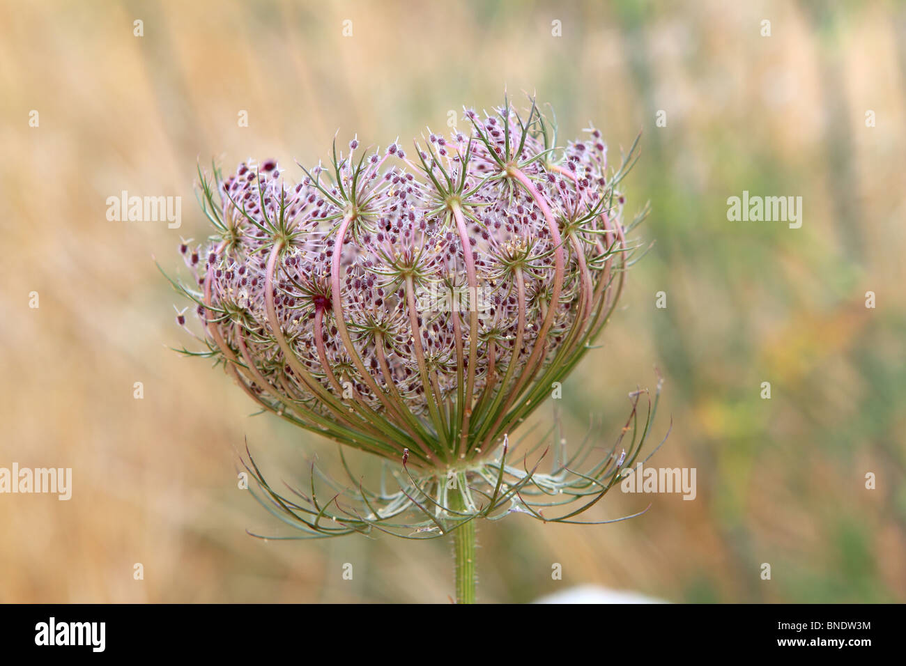 wild carrot daucus carota flower in balearic islands summer Stock Photo ...