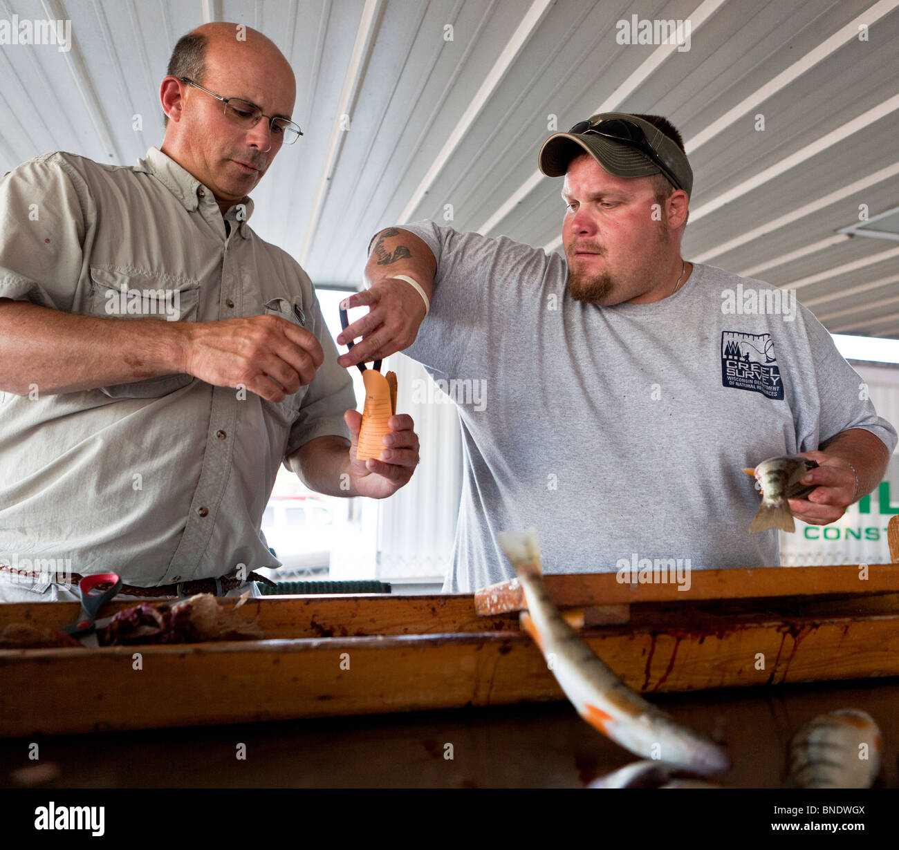 Jeff Zinuticz, center, and Craig Bender, left, measure and weigh Lake ...