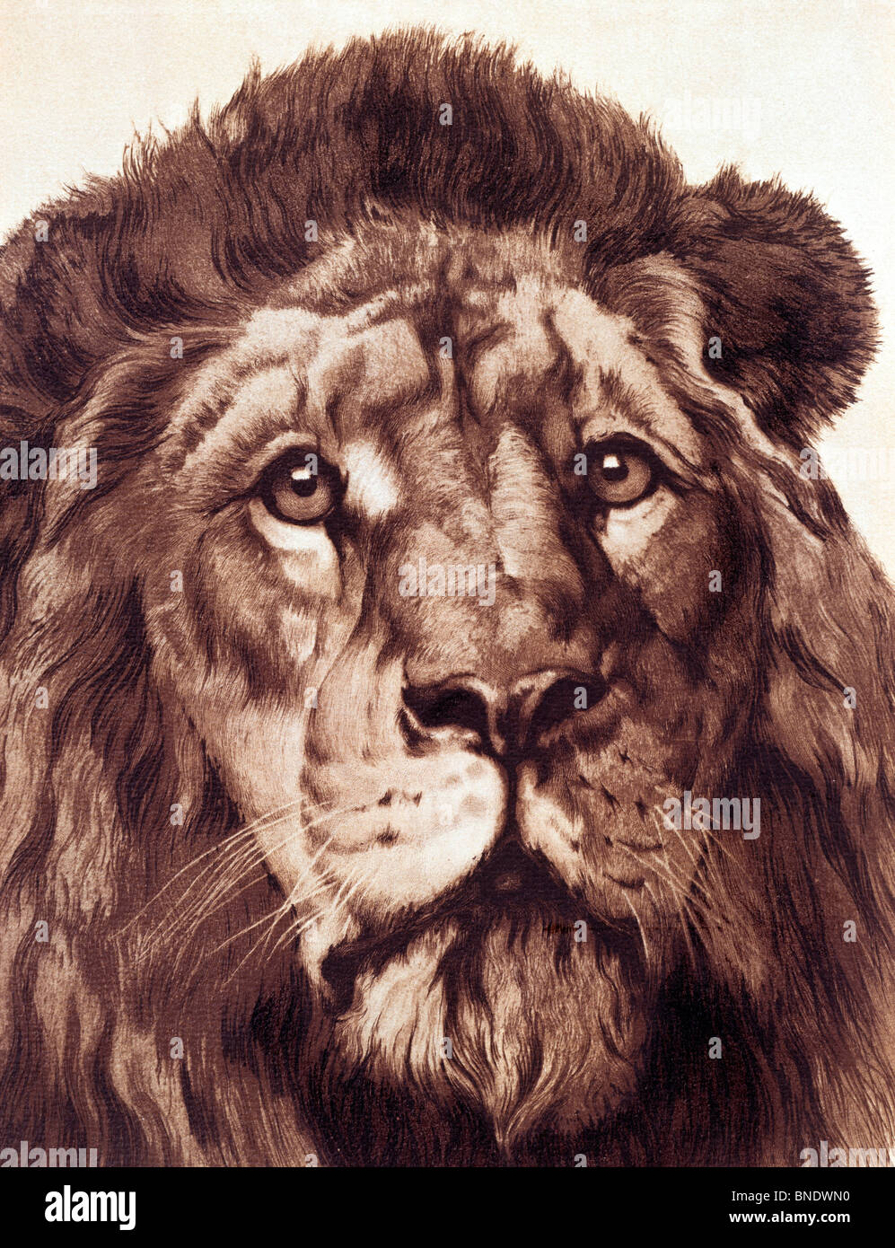 Lion head painting hi-res stock photography and images - Alamy