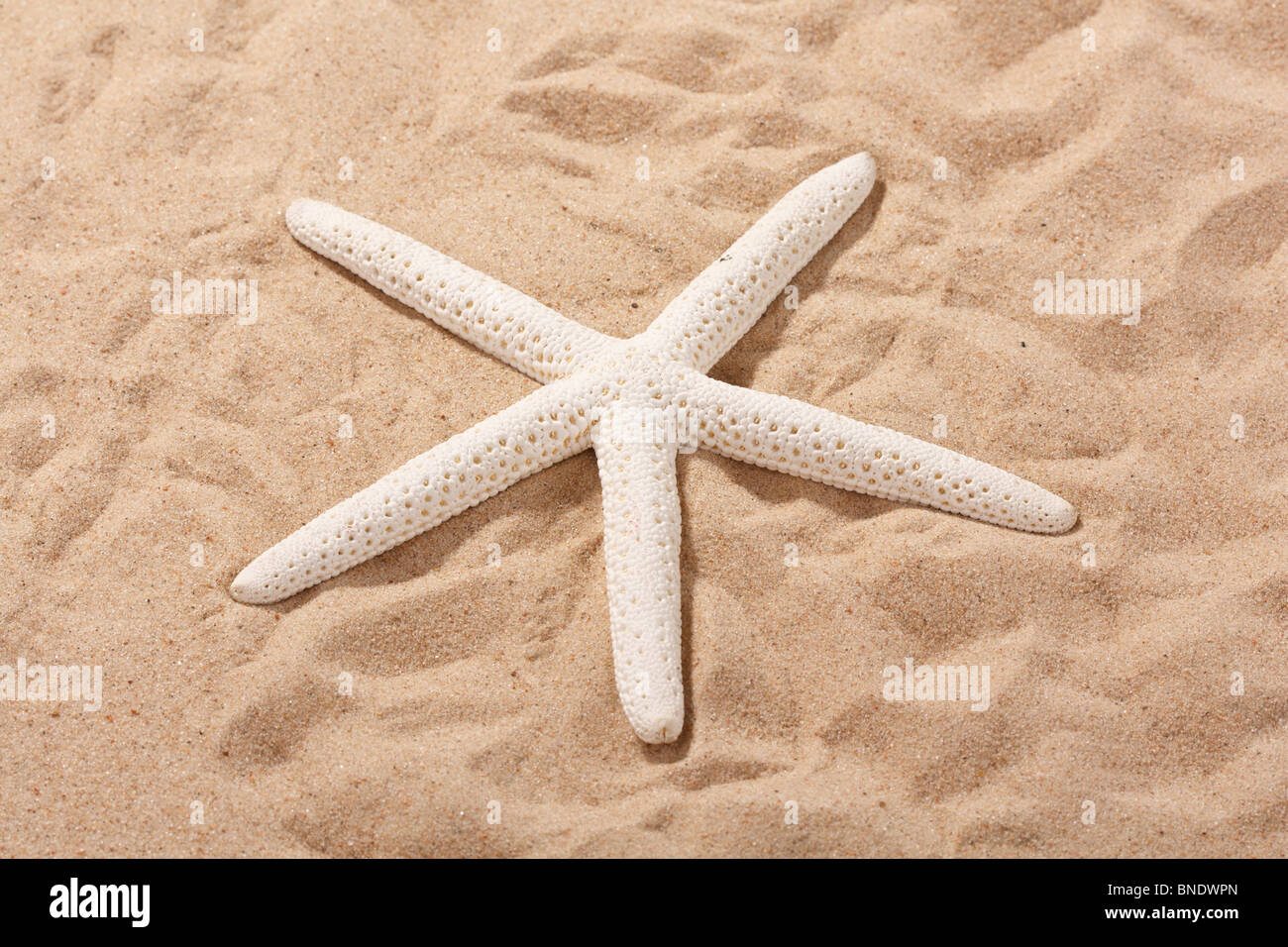 sea star on the beach Stock Photo - Alamy