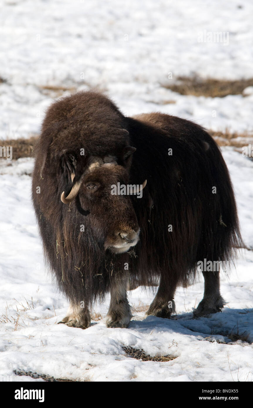Musk ox canada hi-res stock photography and images - Alamy