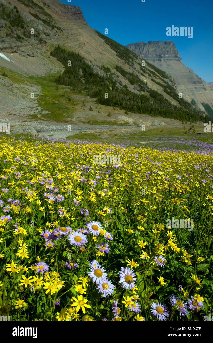 Wildflowers in a field, Swiftcurrent Pass Trail, US Glacier National ...