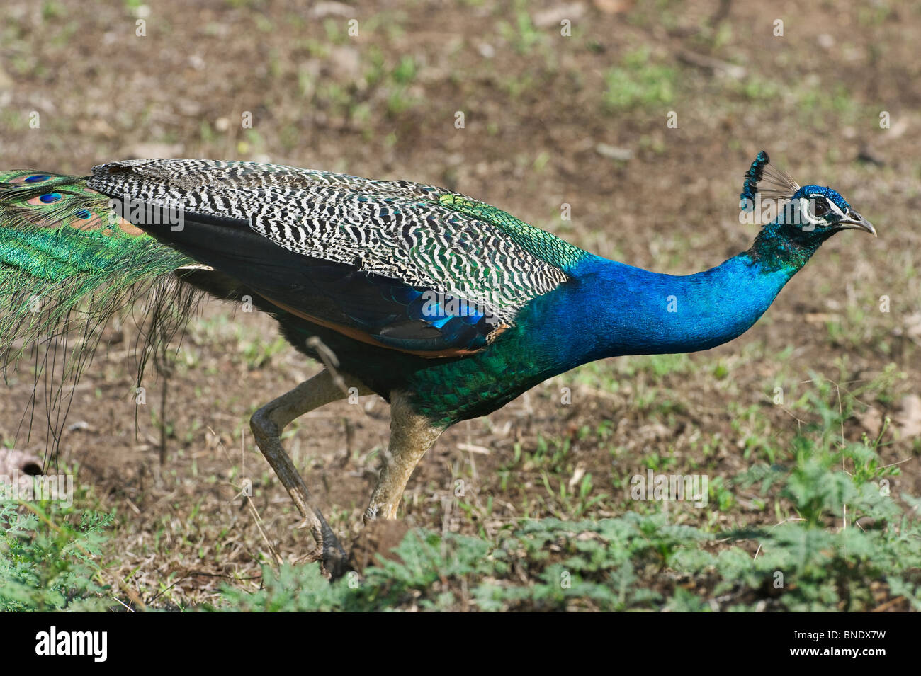 India Karnataka Nagarhole National Park a Peacock (Pavo cristatus) in ...