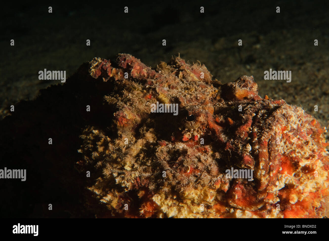 Stonefish deepsea hi-res stock photography and images - Alamy