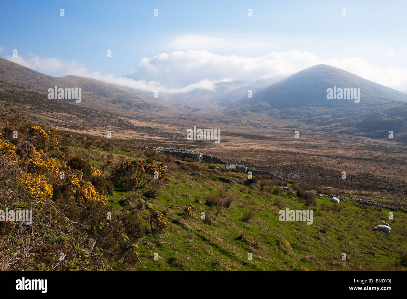 Connor Pass Dingle Peninsula County Co. Kerry in spring sunshine ...