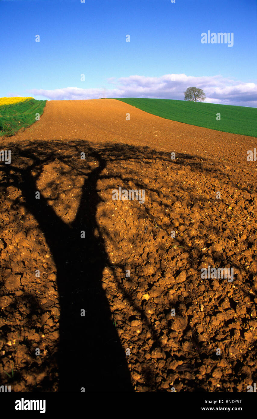 Sunlight casting shadows tree hi-res stock photography and images - Alamy