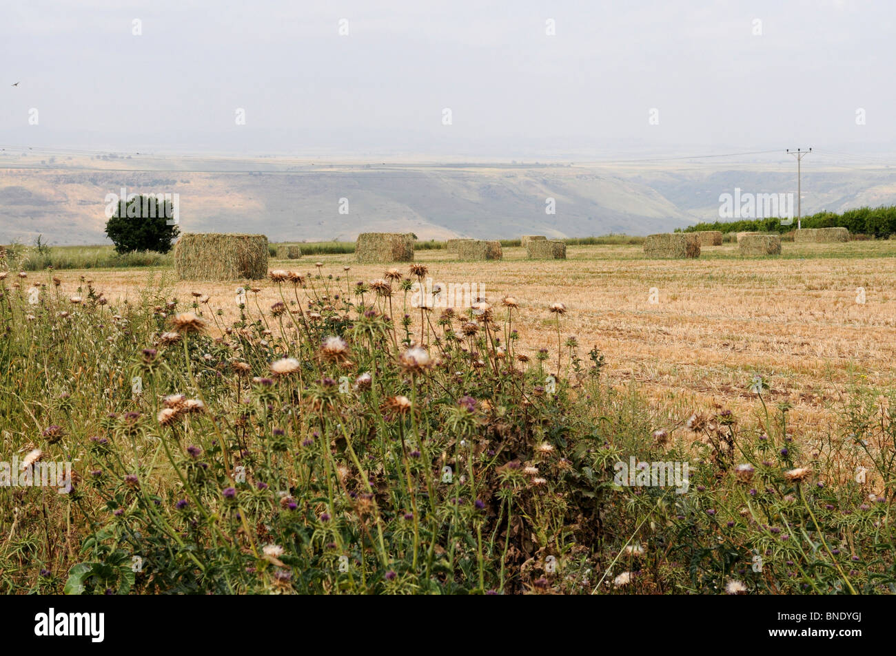 Israel, Jezreel Valley, Wheat field Stock Photo - Alamy