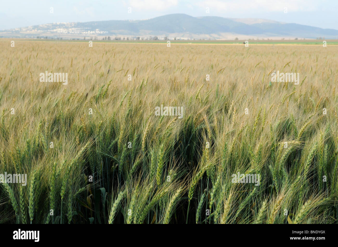 Israel, Jezreel Valley, Wheat field Stock Photo - Alamy