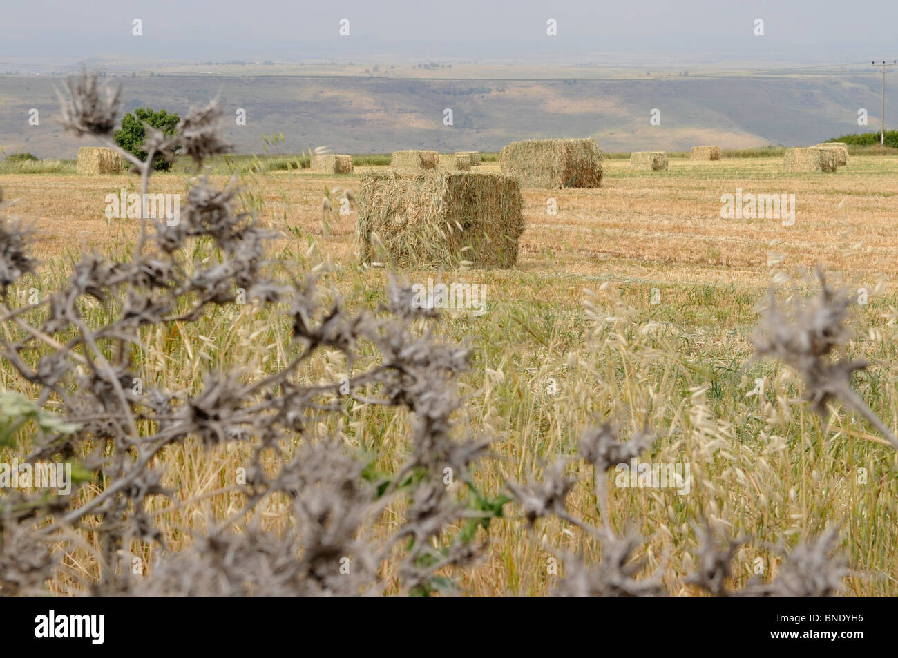 Israel, Jezreel Valley, Wheat field Stock Photo - Alamy