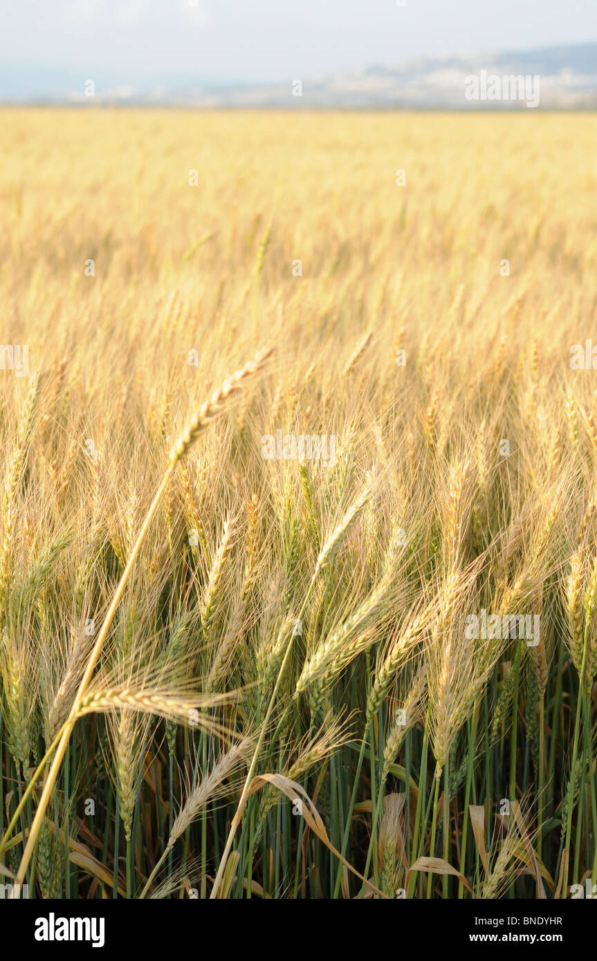 Israel, Jezreel Valley, Wheat field Stock Photo - Alamy