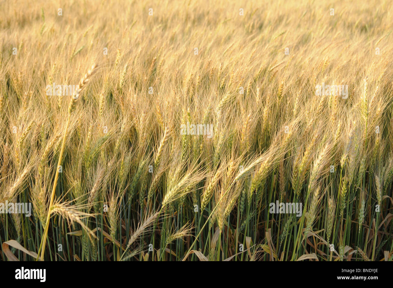 Israel, Jezreel Valley, Wheat field Stock Photo - Alamy