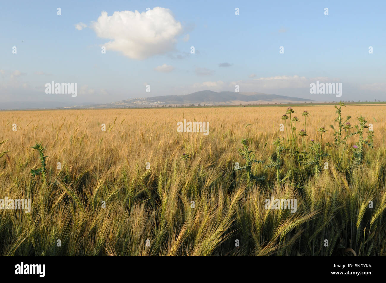 Israel, Jezreel Valley, Wheat field Stock Photo - Alamy