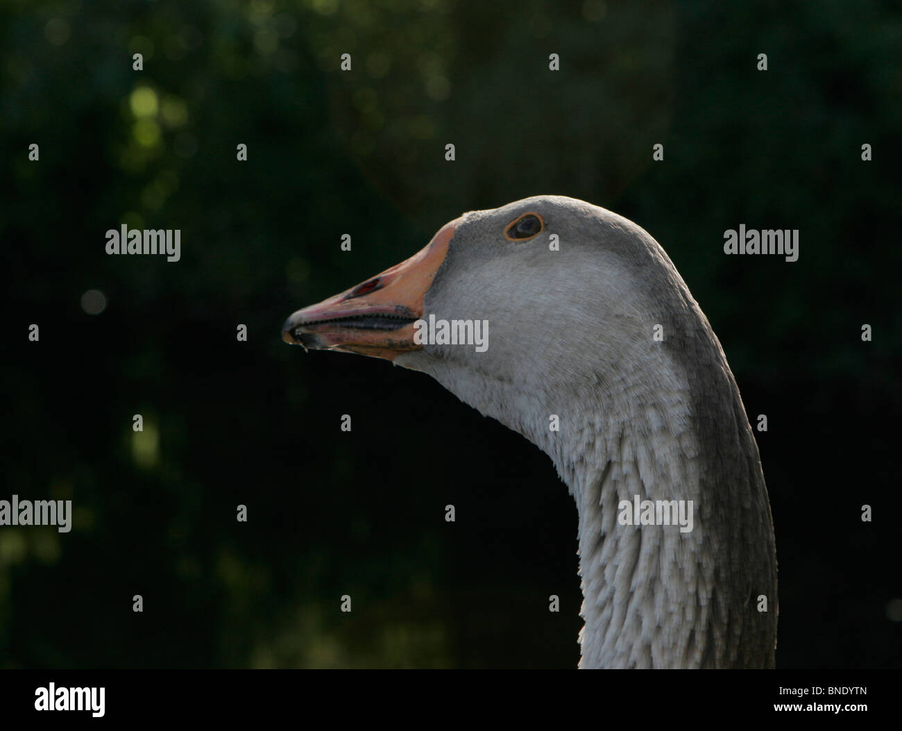 Gooses beak hi-res stock photography and images - Alamy