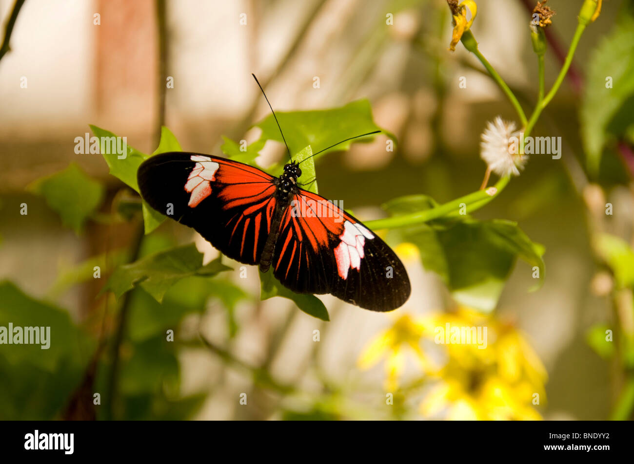 Piano Key butterfly (Heliconius melpomene) on a leaf Stock Photo - Alamy