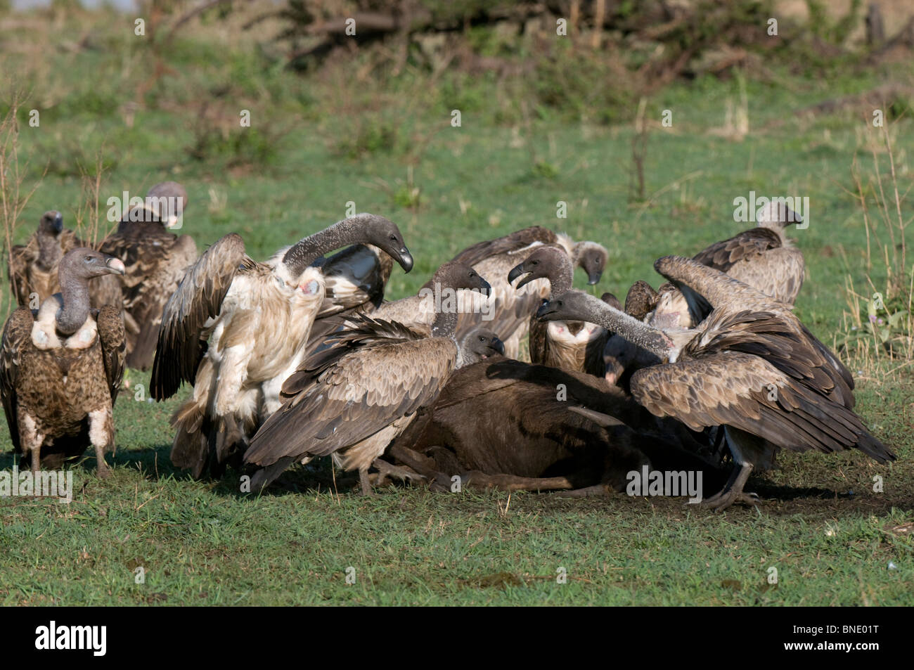 Vultures eating wildebeest hi-res stock photography and images - Alamy