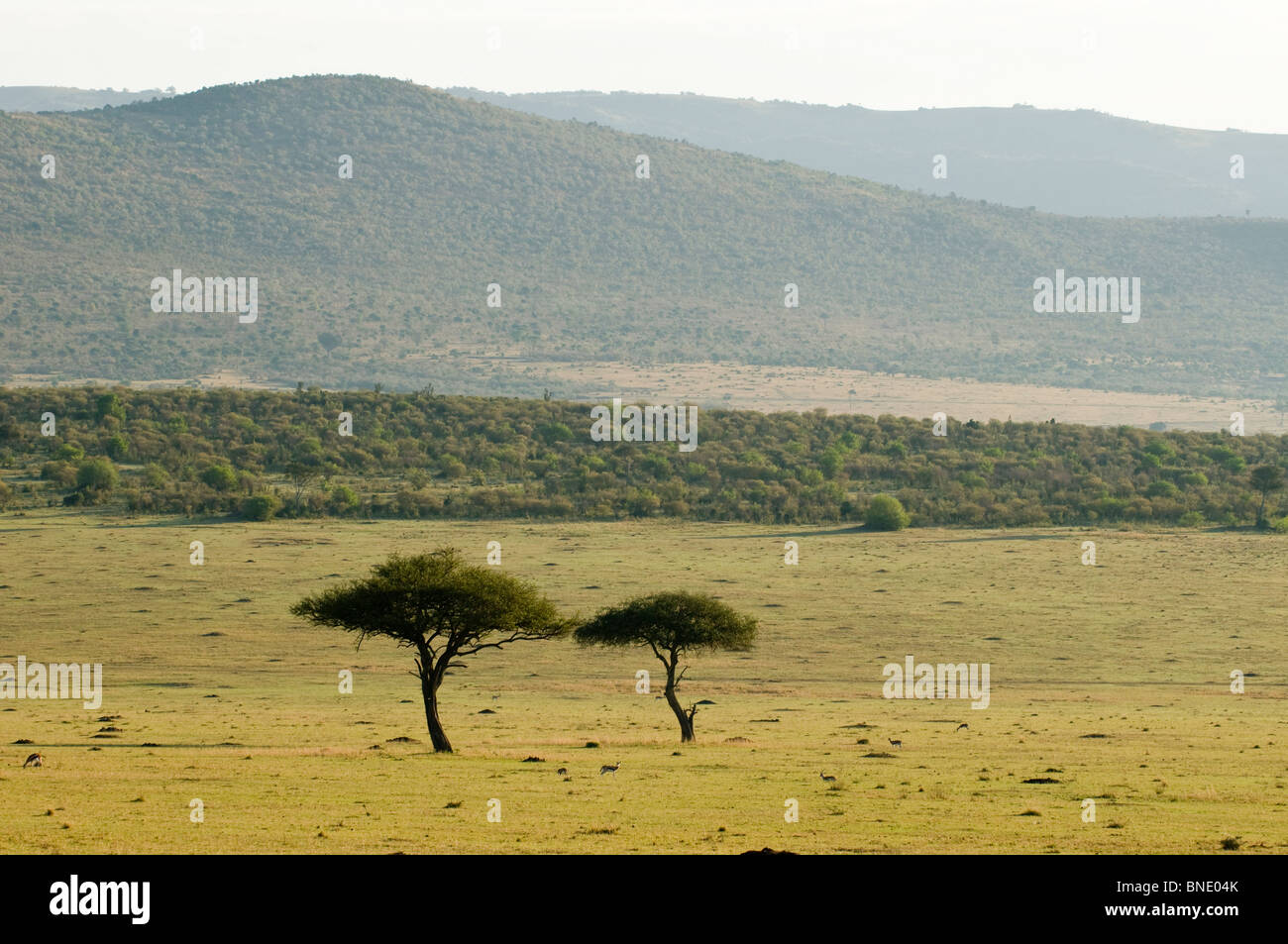 Trees on a landscape, Masai Mara National Reserve, Kenya Stock Photo ...