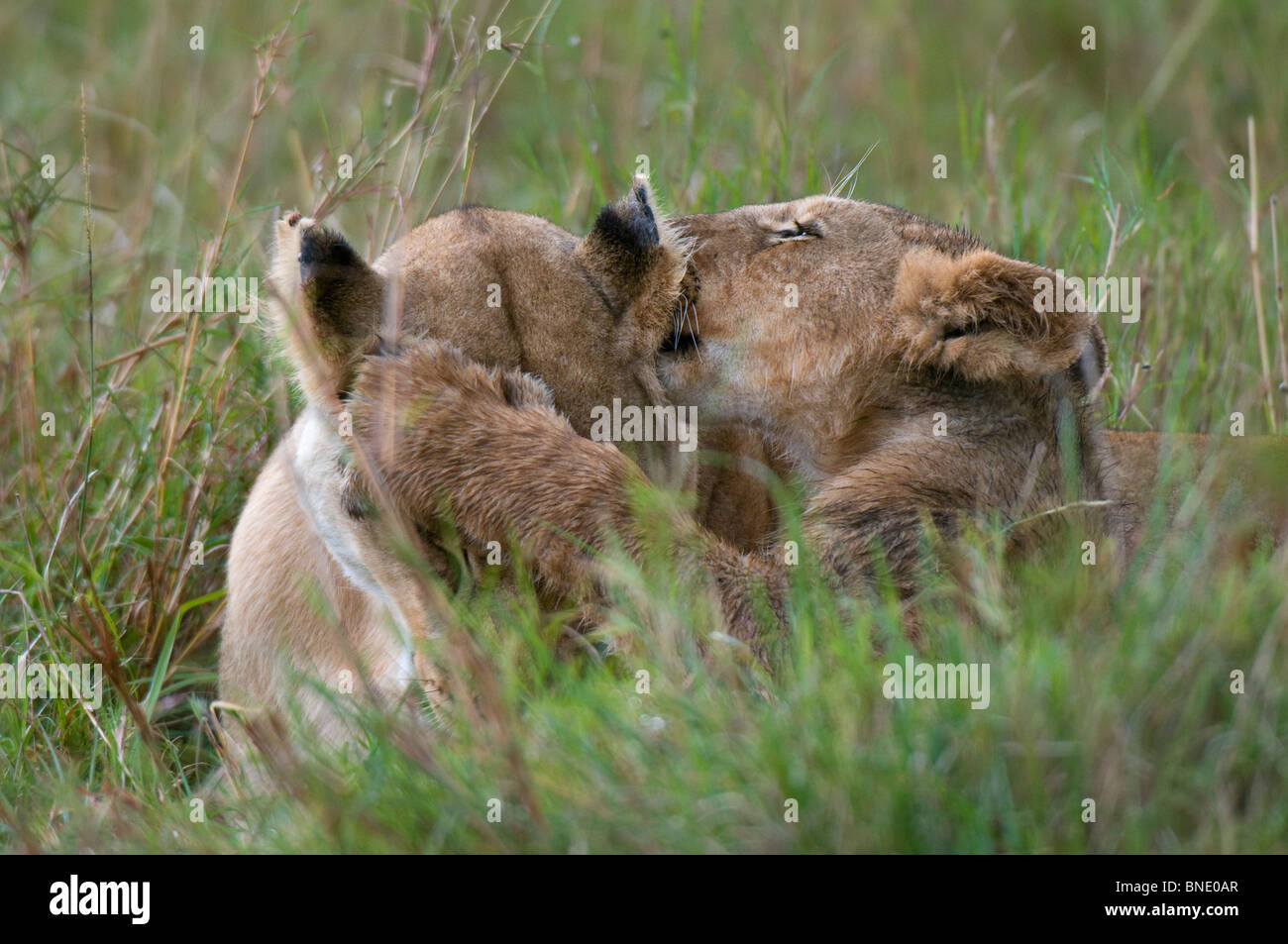 Lioness (Panthera leo) with its cub resting in a field, Masai Mara ...