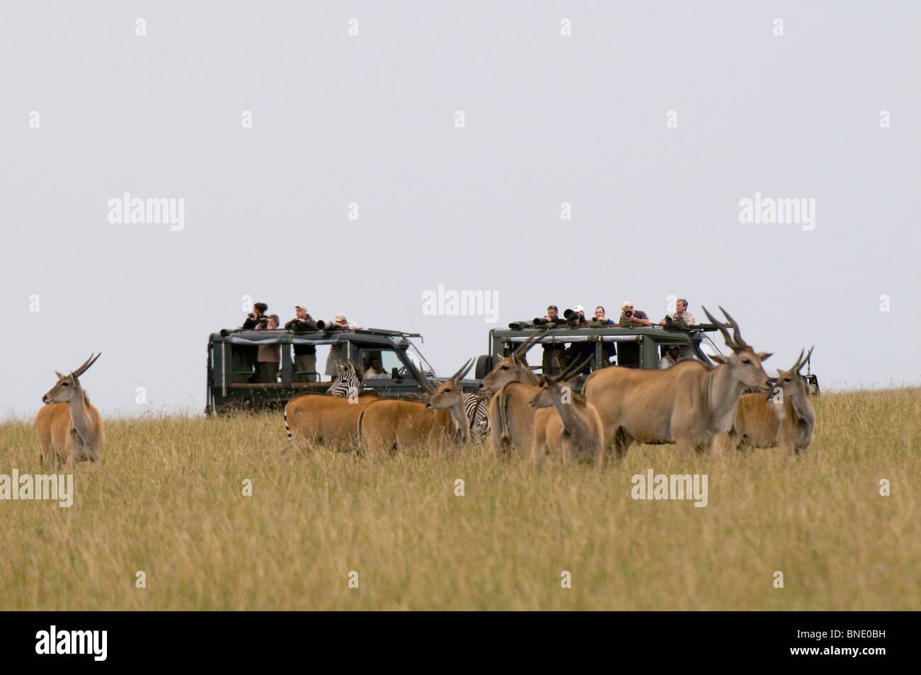Tourists taking a picture of Cape elands (Taurotragus oryx) in a forest ...