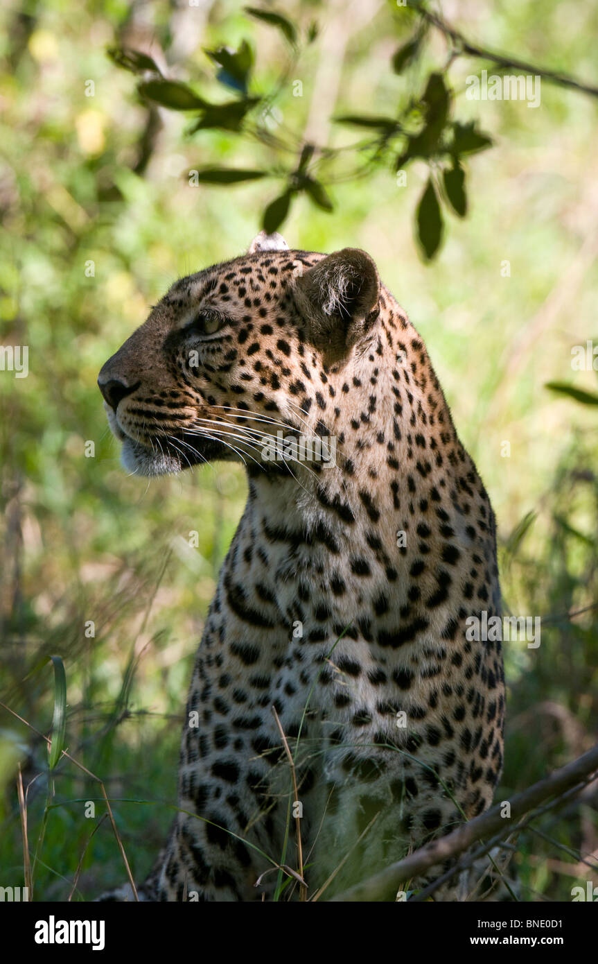 Leopard (Panthera pardus) in a forest, Masai Mara National Reserve ...