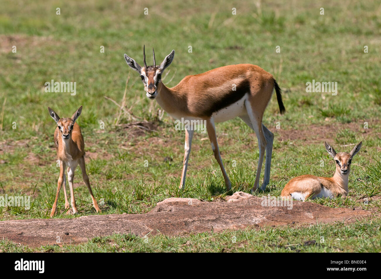 Female Thomson's gazelle (Gazella thomsoni) with its fawns in a field ...
