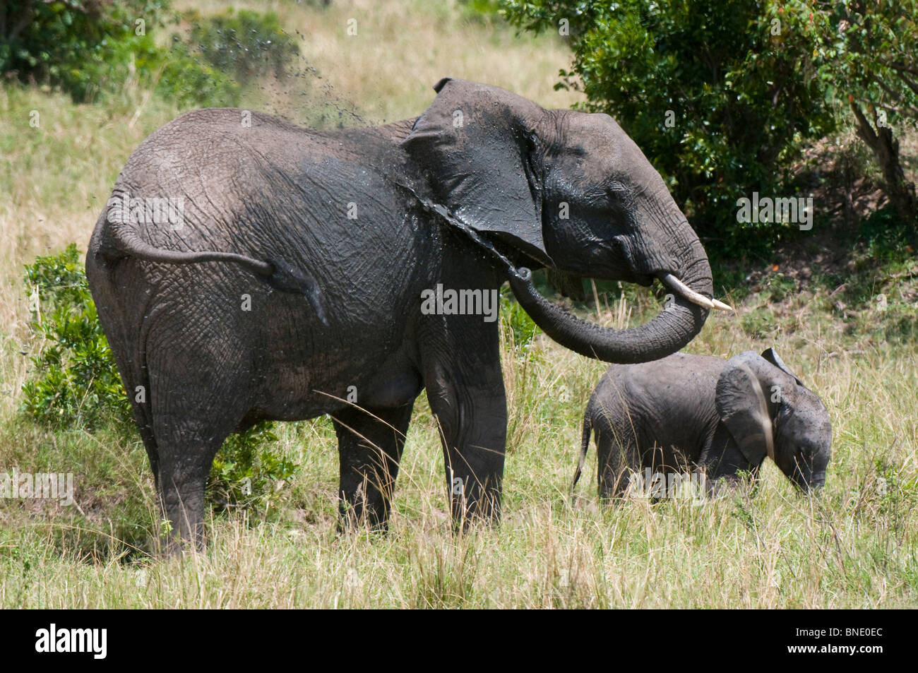 Kenya, masai mara, elephant with calf hi-res stock photography and ...