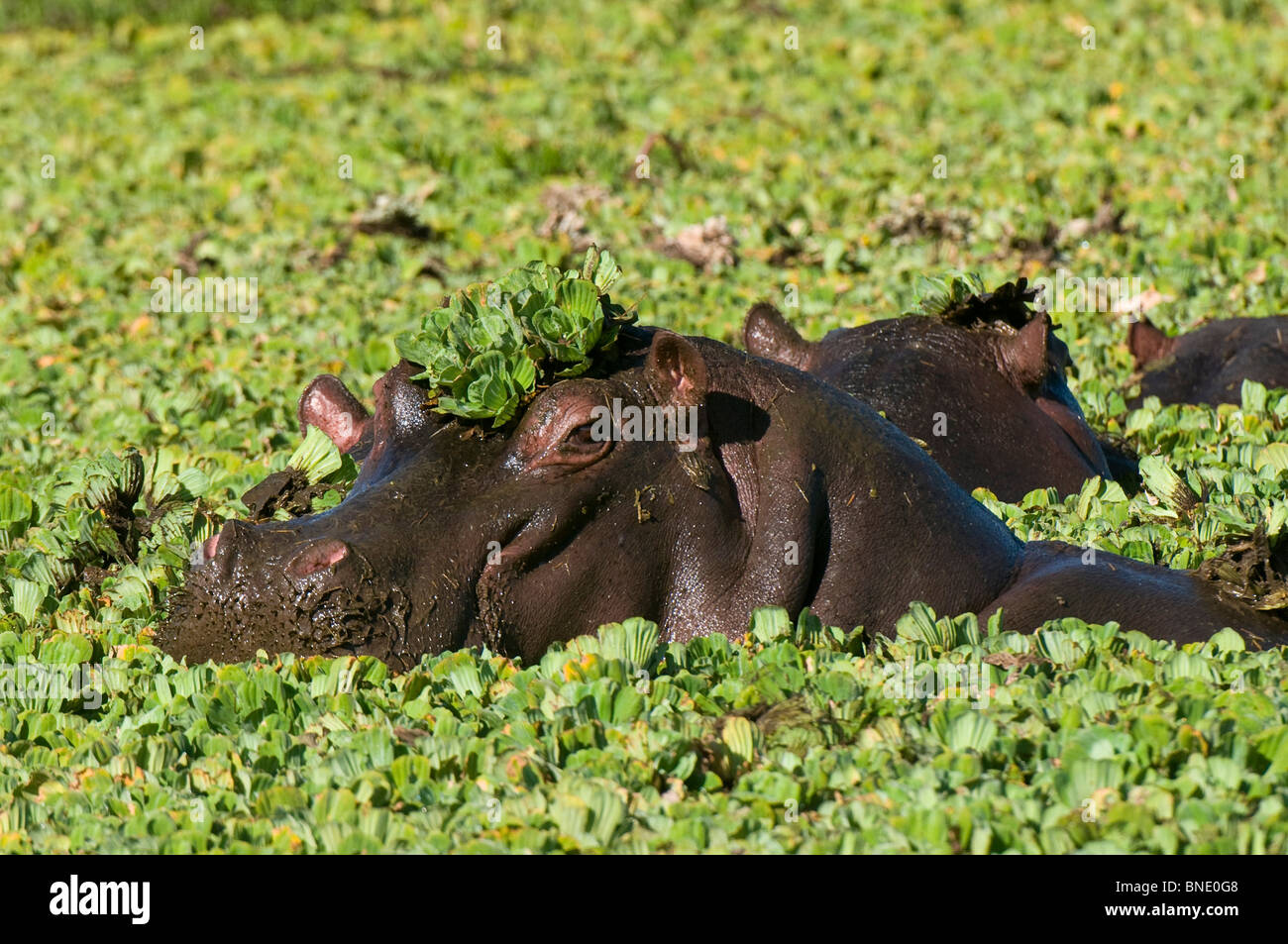 Hippopotamuses (Hippopotamus amphibius) in a swamp, Masai Mara National ...