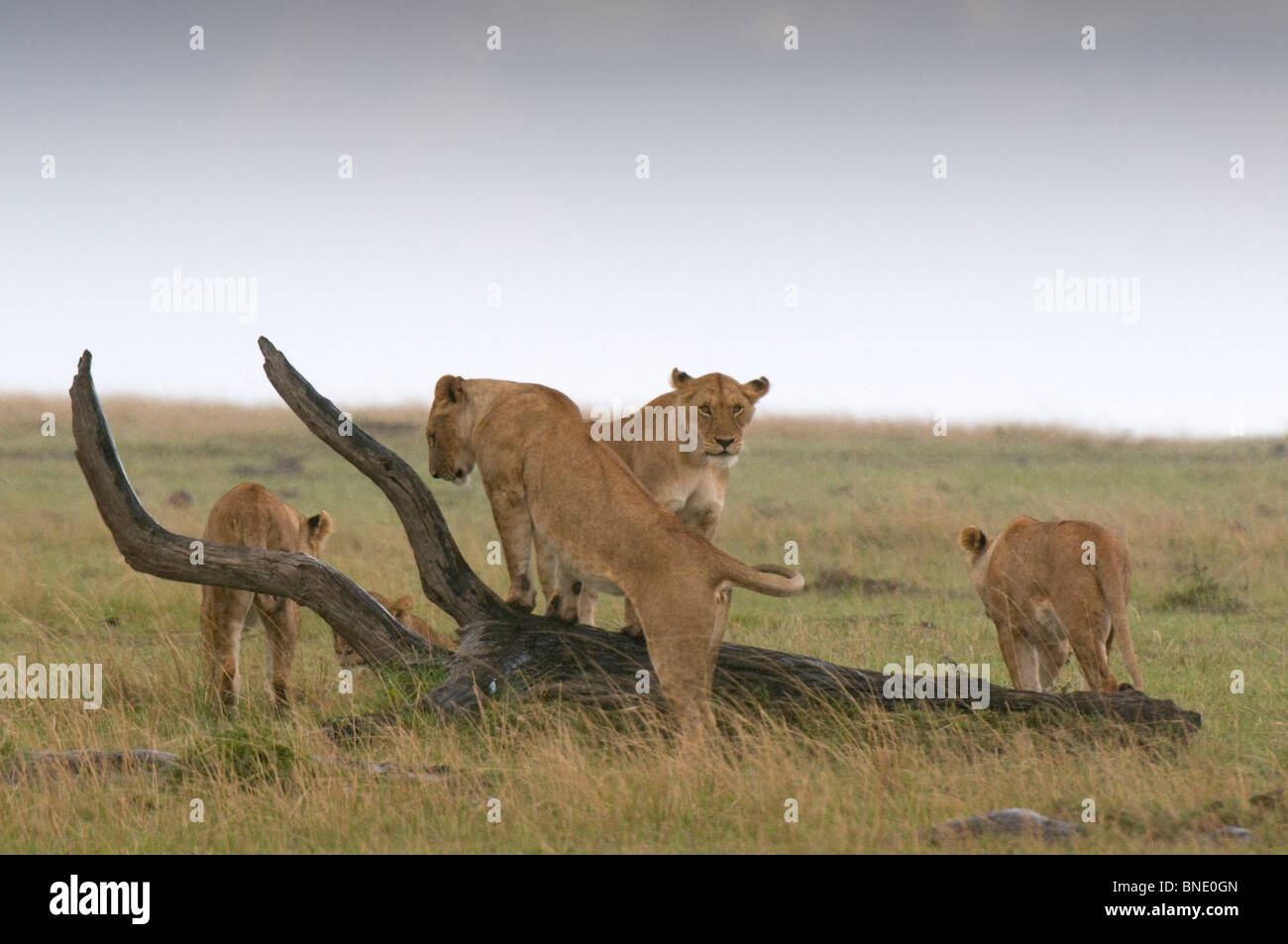 Female lion standing in tree hi-res stock photography and images - Alamy