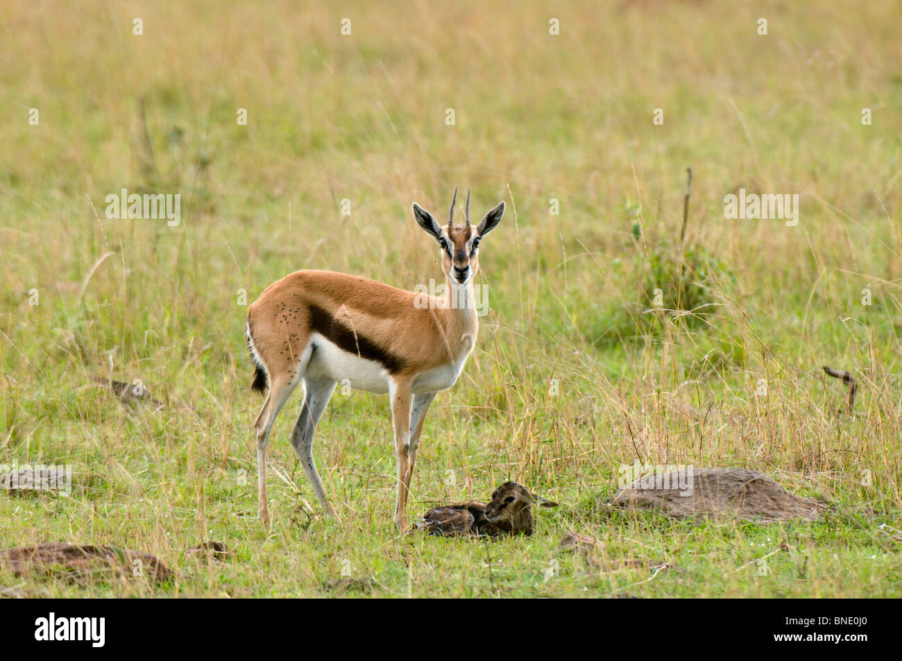 Female Thomson's gazelle (Gazella thomsoni) with its newborn fawn in a ...