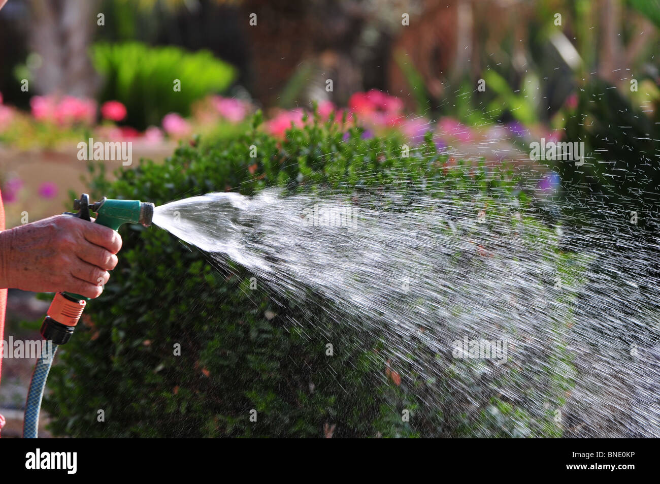 Watering a garden with a hose pipe Stock Photo - Alamy