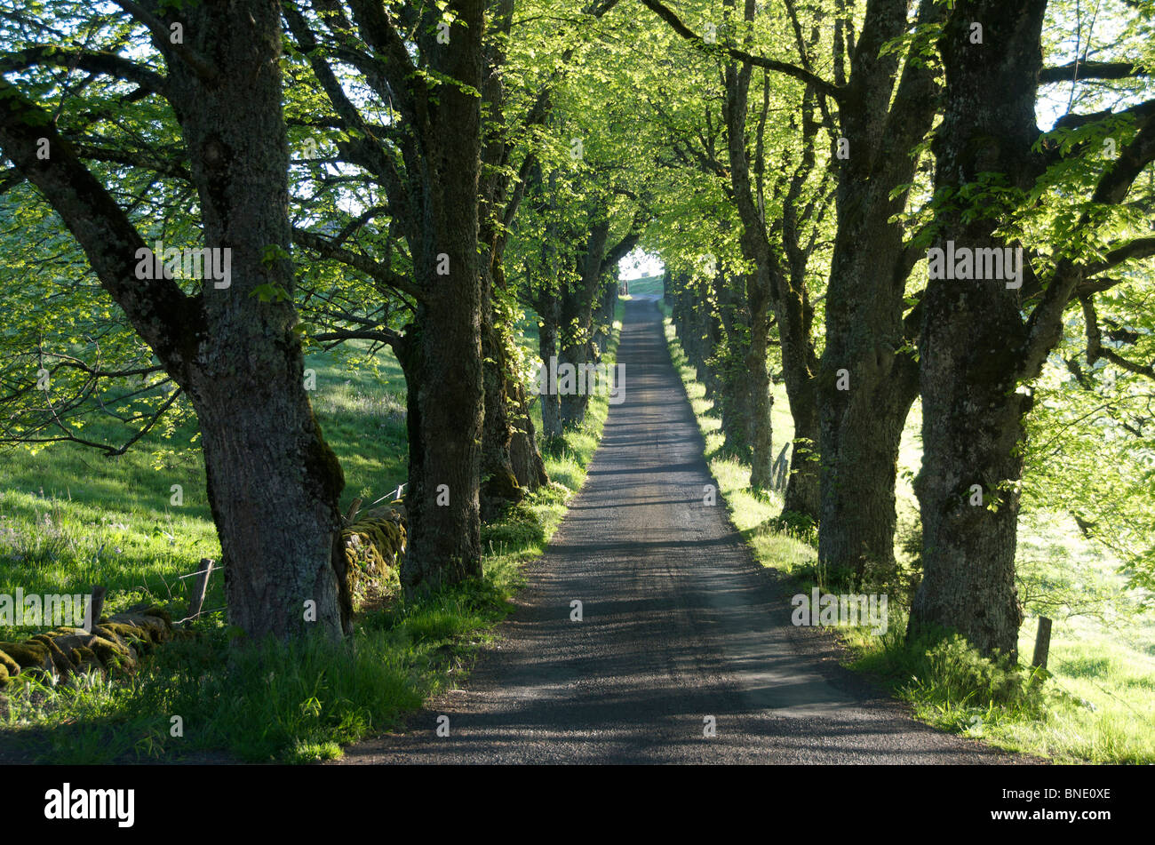 Alignment tree hi-res stock photography and images - Alamy