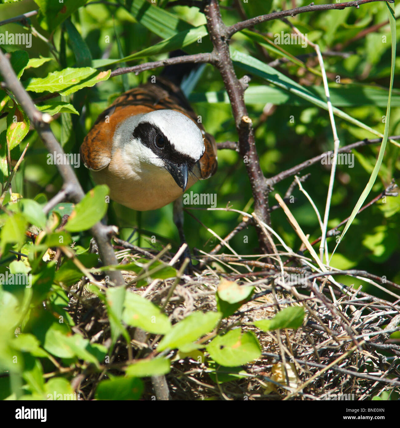The nest of a Common Shrike (Lanius collurio) in the blackthorn Stock ...