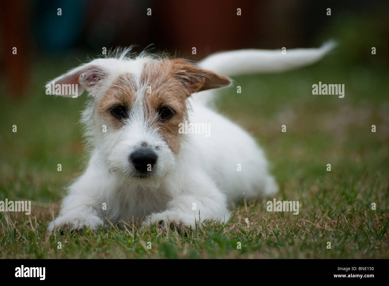 Rough jack russell terrier hi-res stock photography and images - Alamy