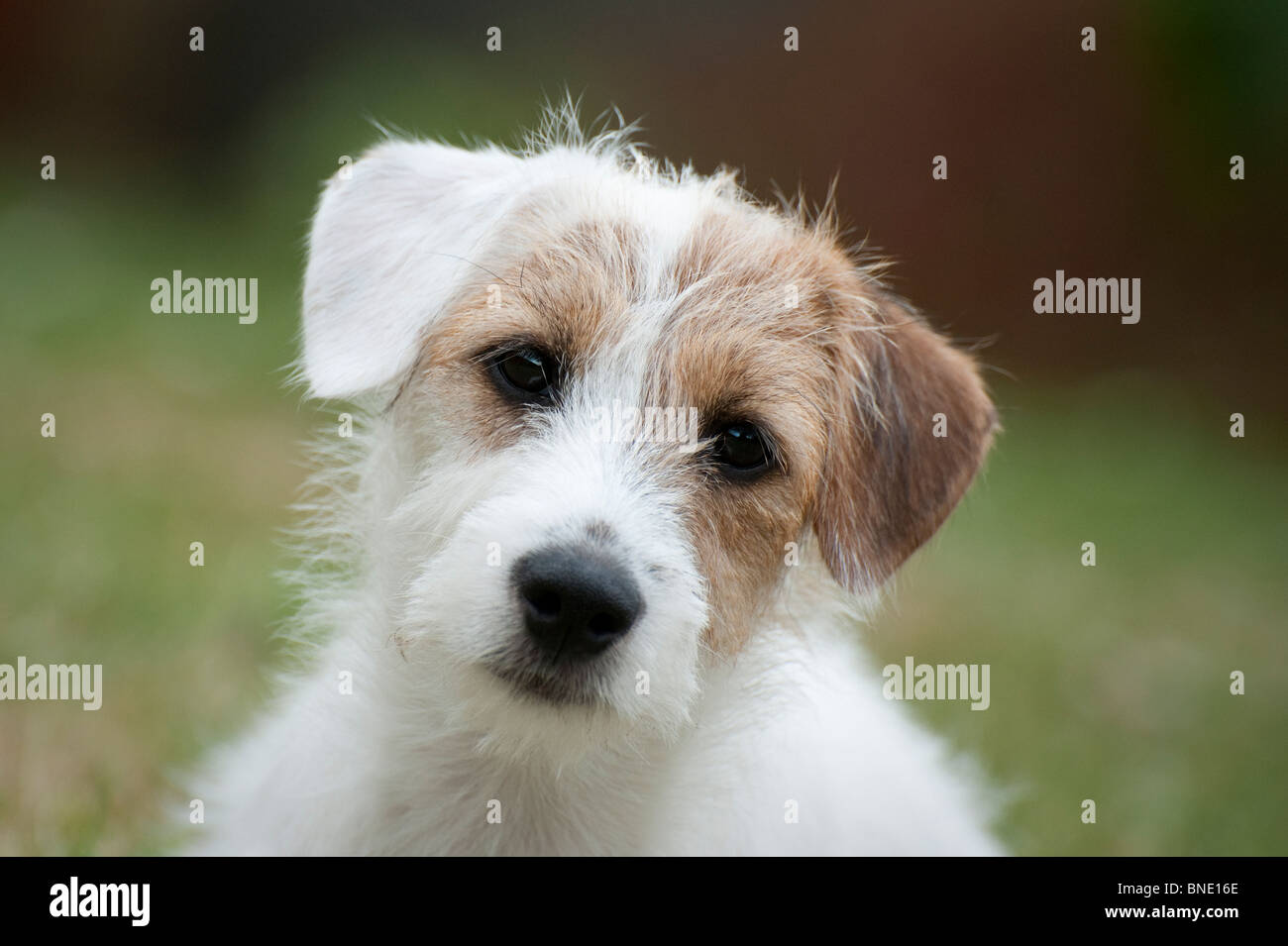 Rough jack russell terrier hi-res stock photography and images - Alamy
