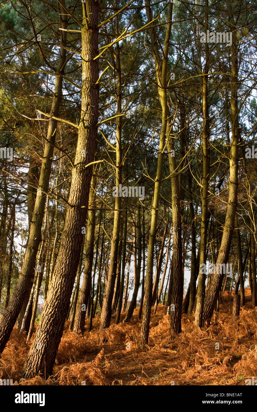 Leaning pine trees, Upton Heath, Dorset, UK Stock Photo - Alamy