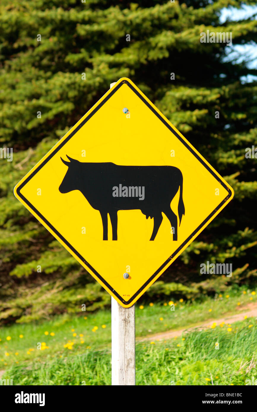 Bull Crossing sign at the roadside Stock Photo - Alamy
