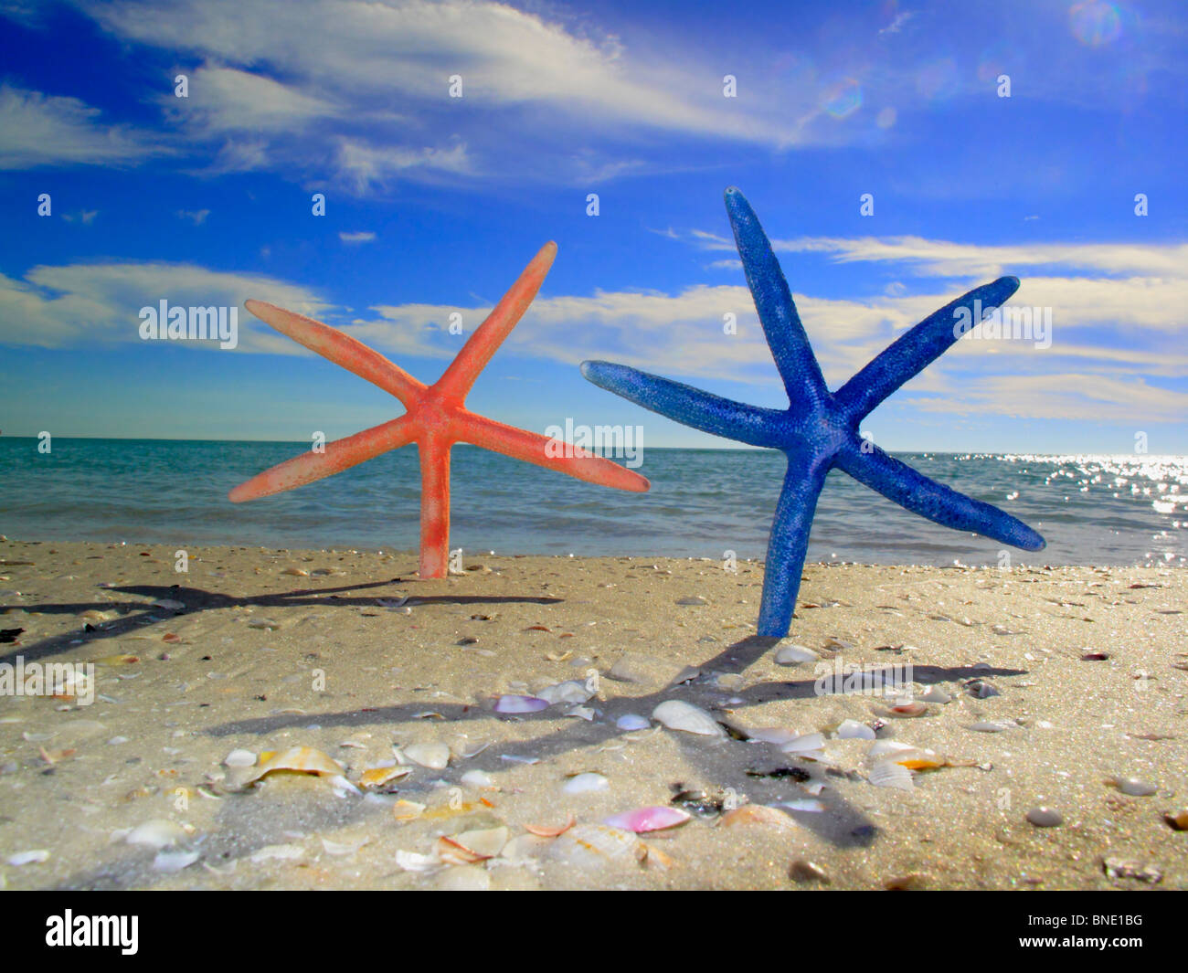 Starfish motion hi-res stock photography and images - Alamy