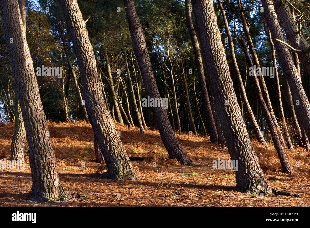 Dorset trees hi-res stock photography and images - Alamy