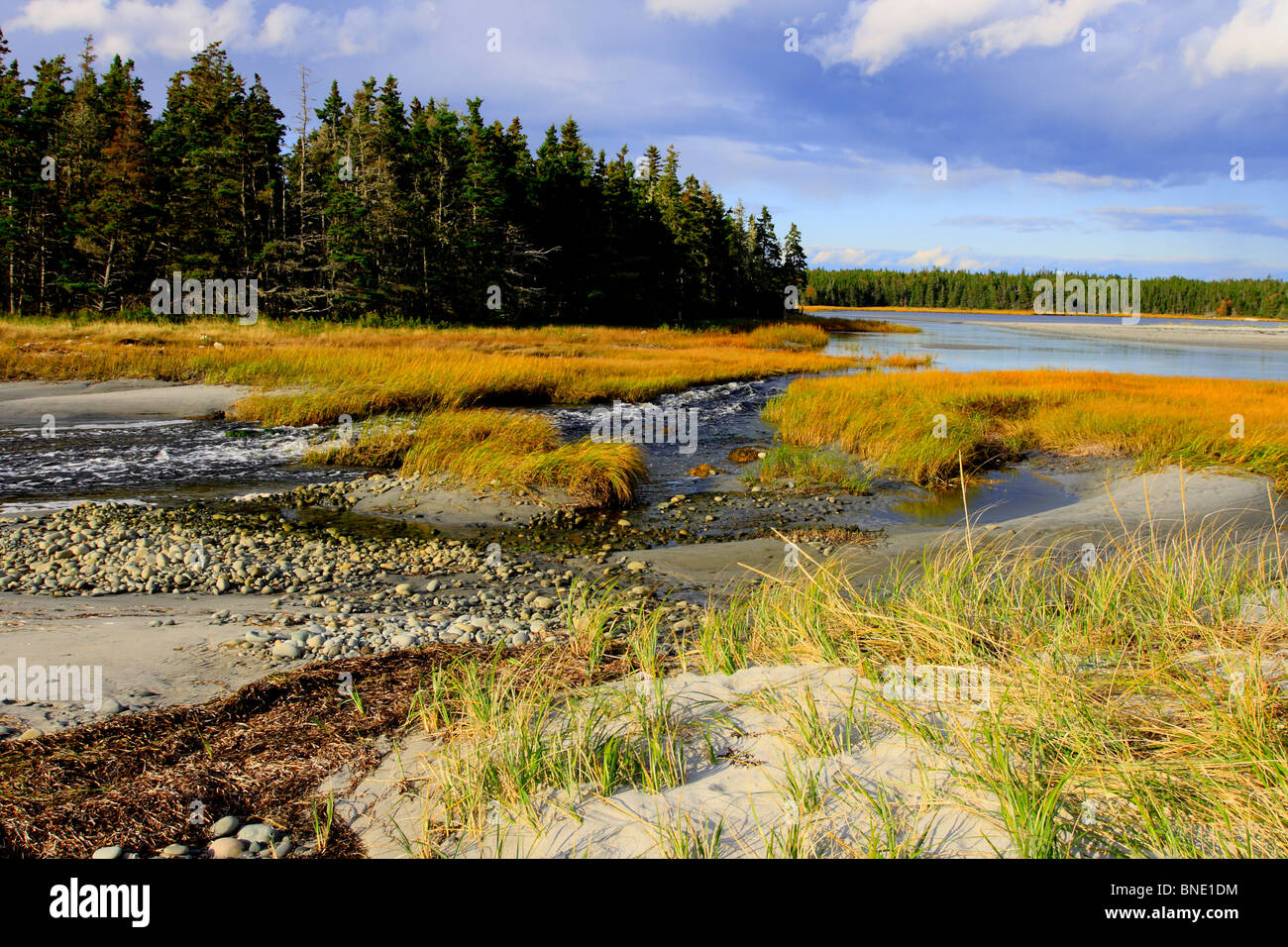 Marsh with trees in the background Stock Photo - Alamy