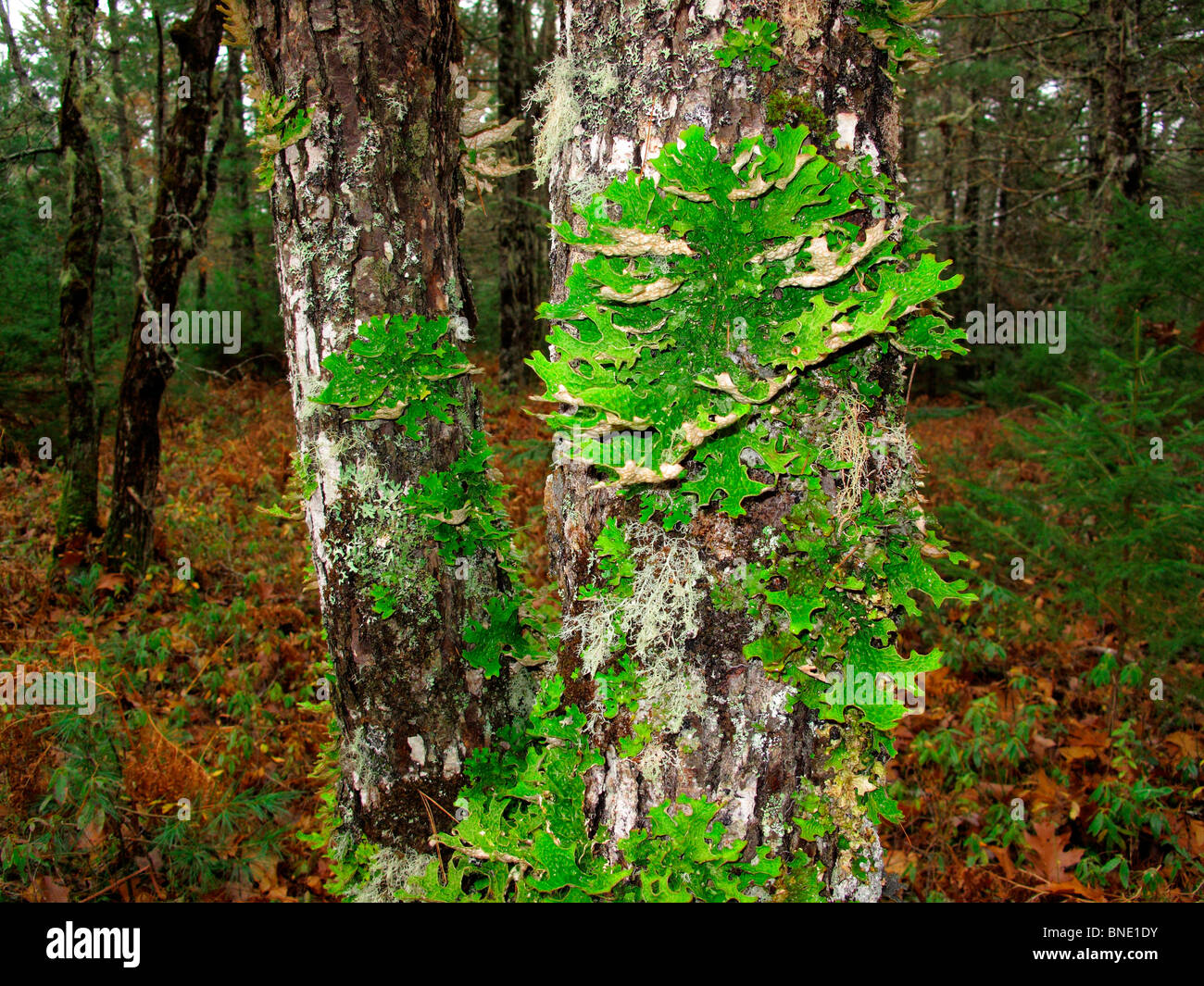 Lichen formation on a tree Stock Photo - Alamy