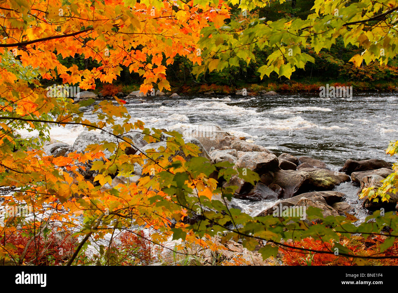 River flowing through a forest Stock Photo - Alamy