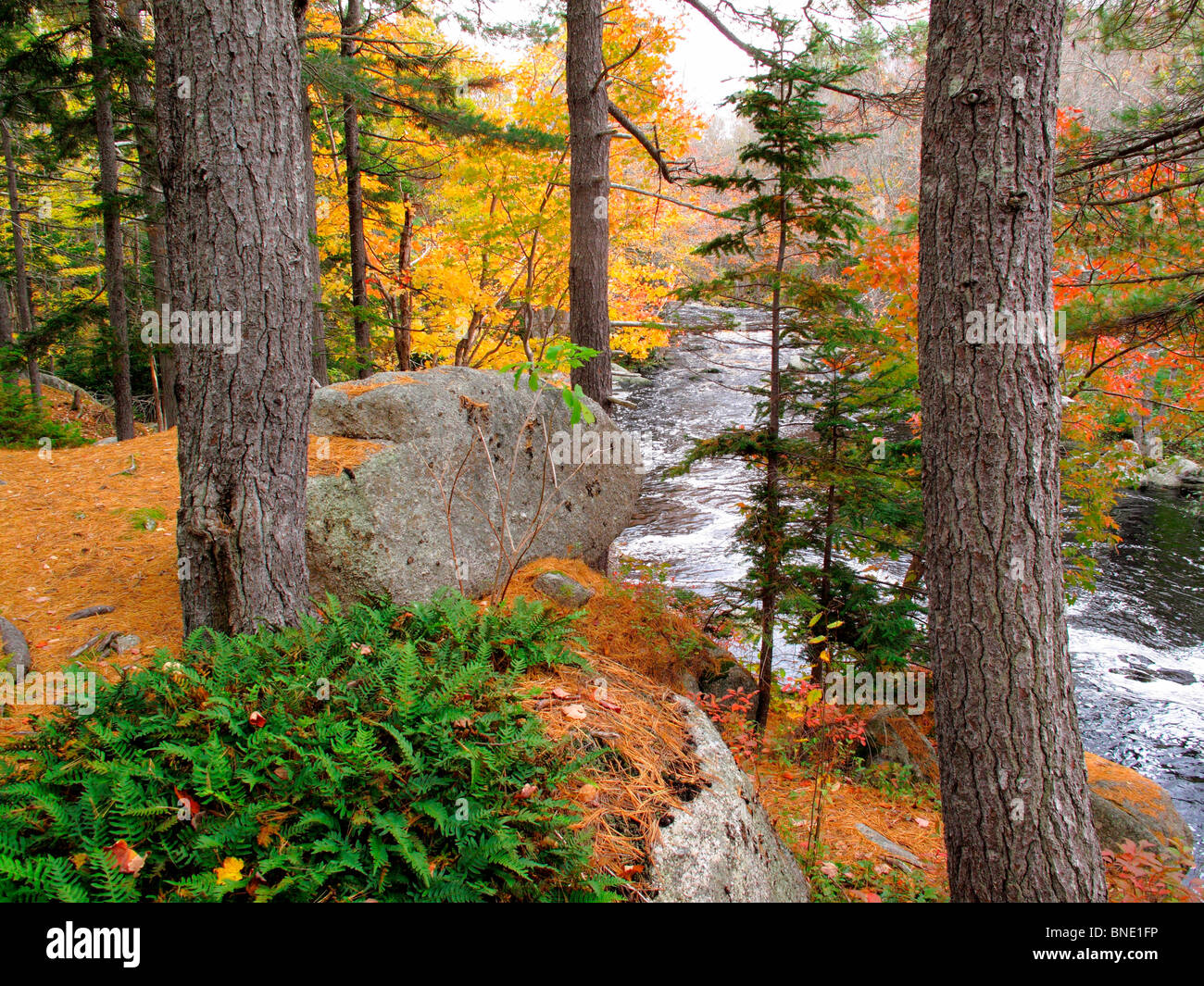 Stream flowing through a forest Stock Photo - Alamy