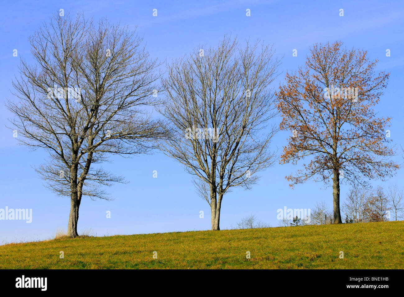 Trees on a hill Stock Photo - Alamy